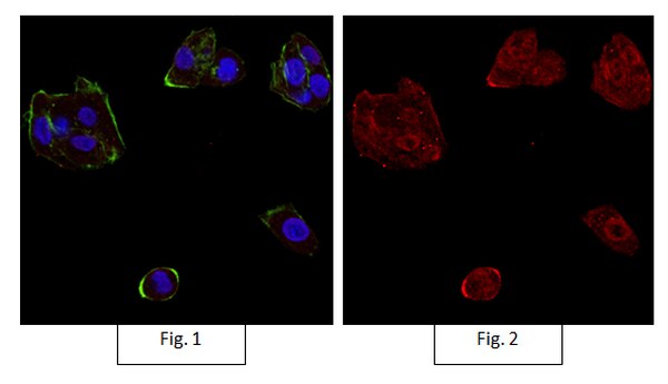 Anti-Integrin αVβ3 Antibody, clone LM609, Alexa Fluor® 555 Conjugate ...